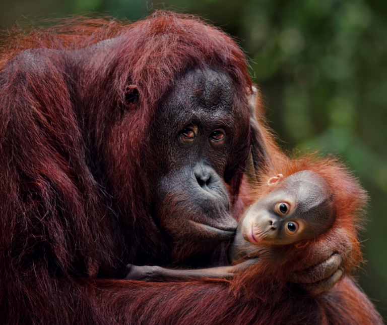 The moral status of animals - Ethical Globe